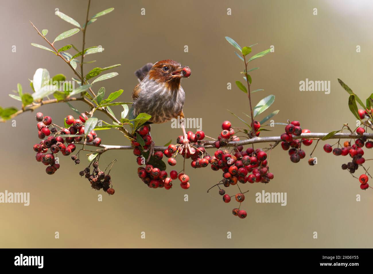 Taiwan Barwing, Actinodura morrisoniana endemic bird of Taiwan eating ...