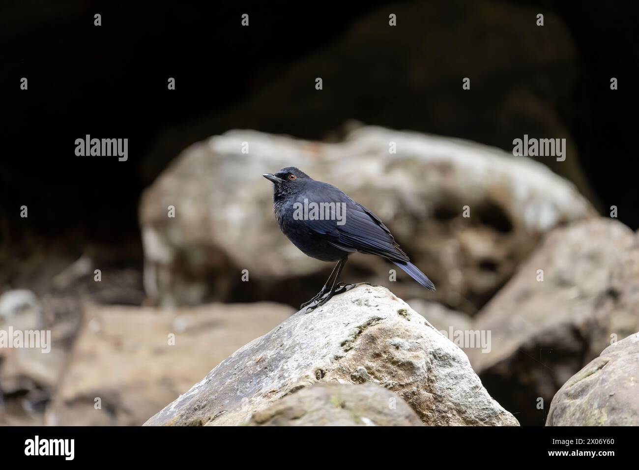Taiwan Whistling-Thrush, Myophonus insularis endemic bird of Taiwan ...