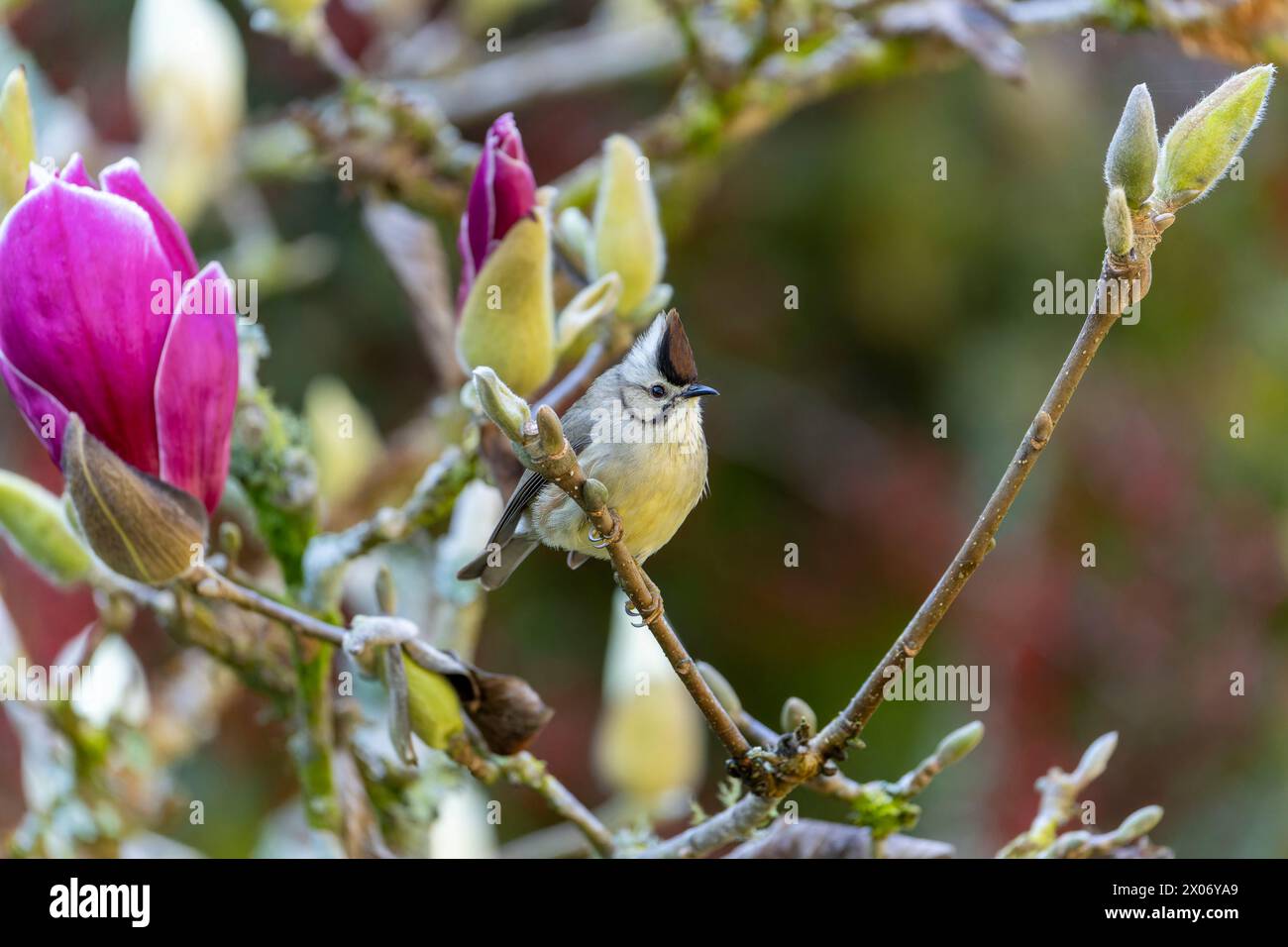 Taiwan yuhina, Yuhina brunneiceps endemic bird of Taiwan perched in ...