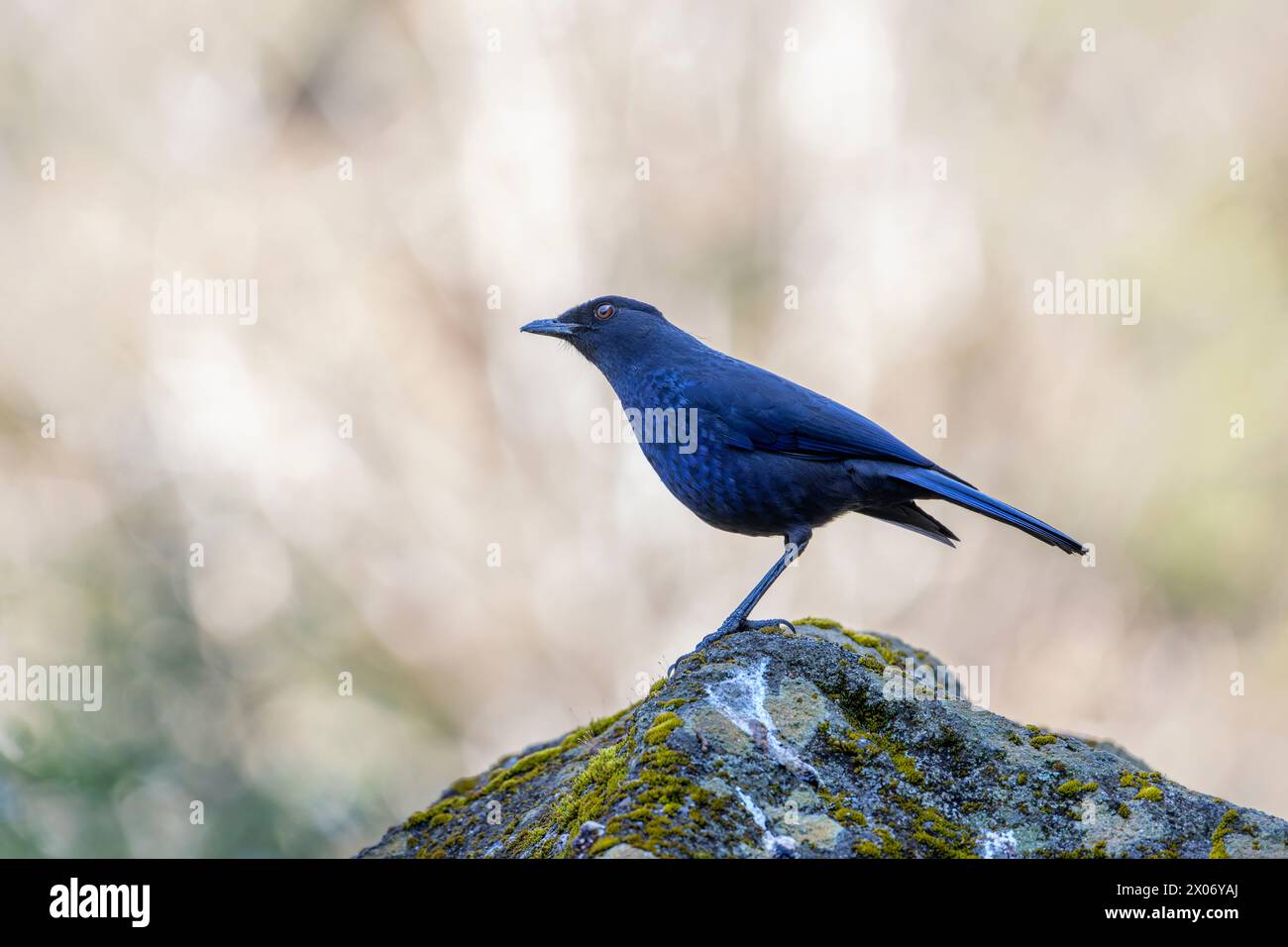 Taiwan Whistling-Thrush, Myophonus insularis endemic bird of Taiwan ...