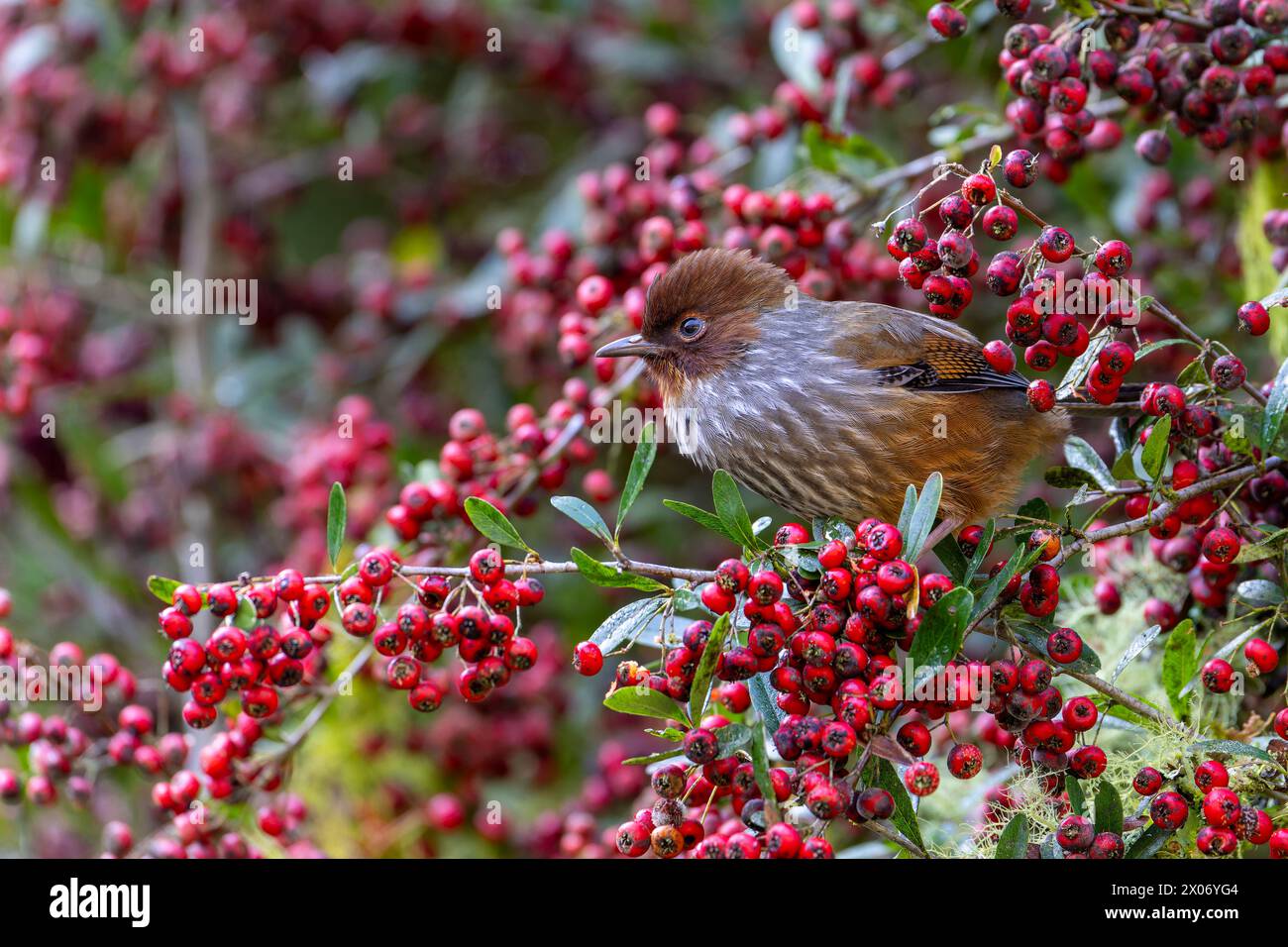 Taiwan Barwing, Actinodura morrisoniana endemic bird of Taiwan eating ...