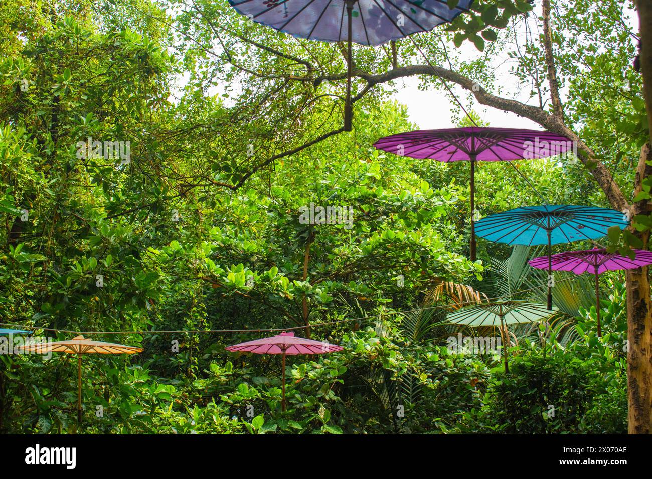 Colorful umbrellas hanging on the trees, Mangrove Ecotourism Centre PIK ...