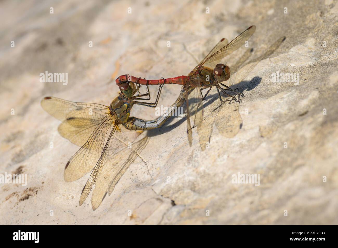 Red dragonflies on a green leaf hi-res stock photography and images - Alamy