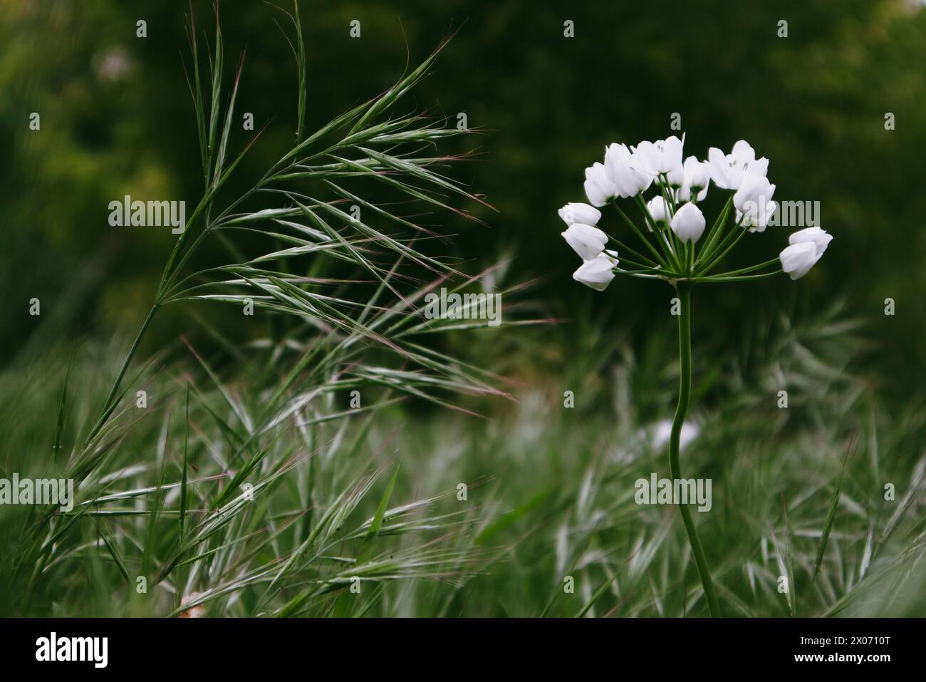 False garlic flowers hi-res stock photography and images - Alamy