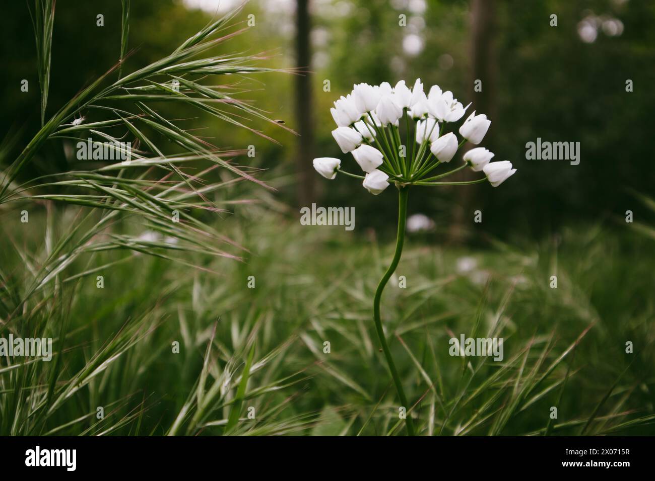 False garlic flowers hi-res stock photography and images - Alamy