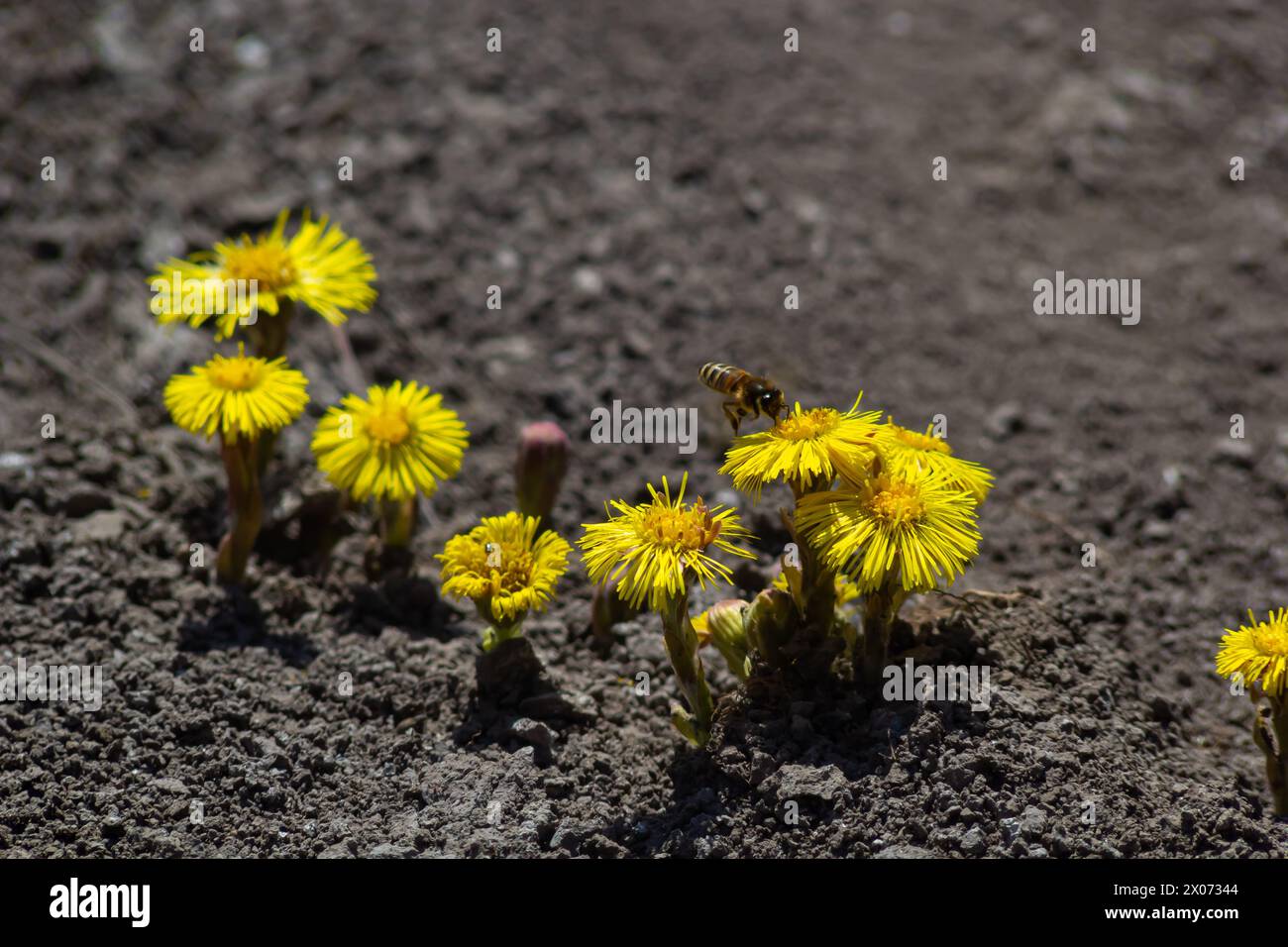 Tussilago farfara, commonly known as coltsfoot is a plant in the ...