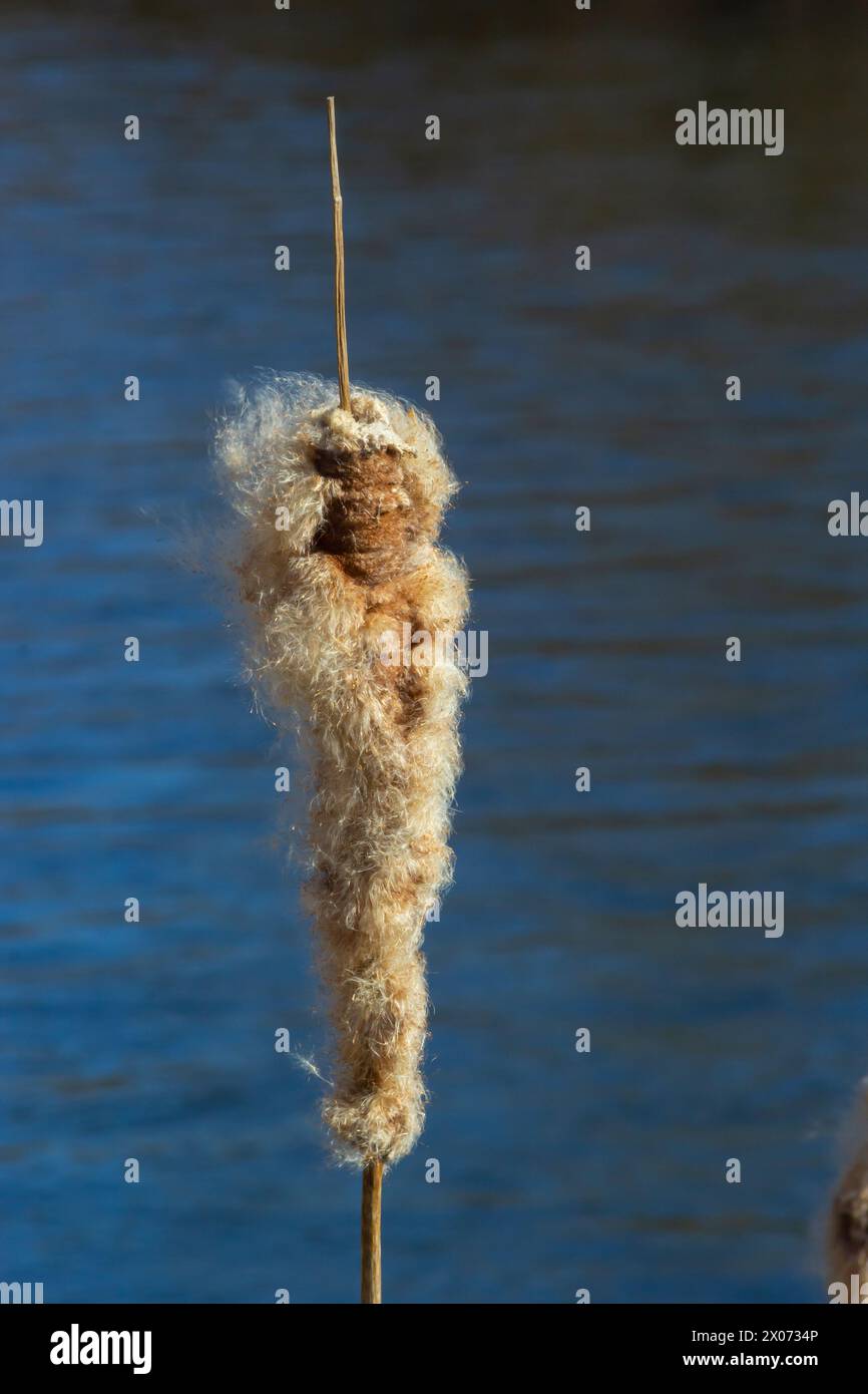Cattails bulrush Typha latifolia beside river. Closeup of blooming ...