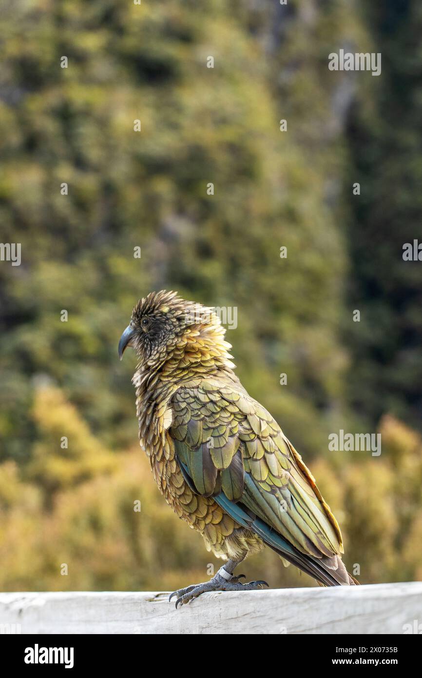 Kea bird on a journey in Arthur's Pass, inviting travel and exploration ...