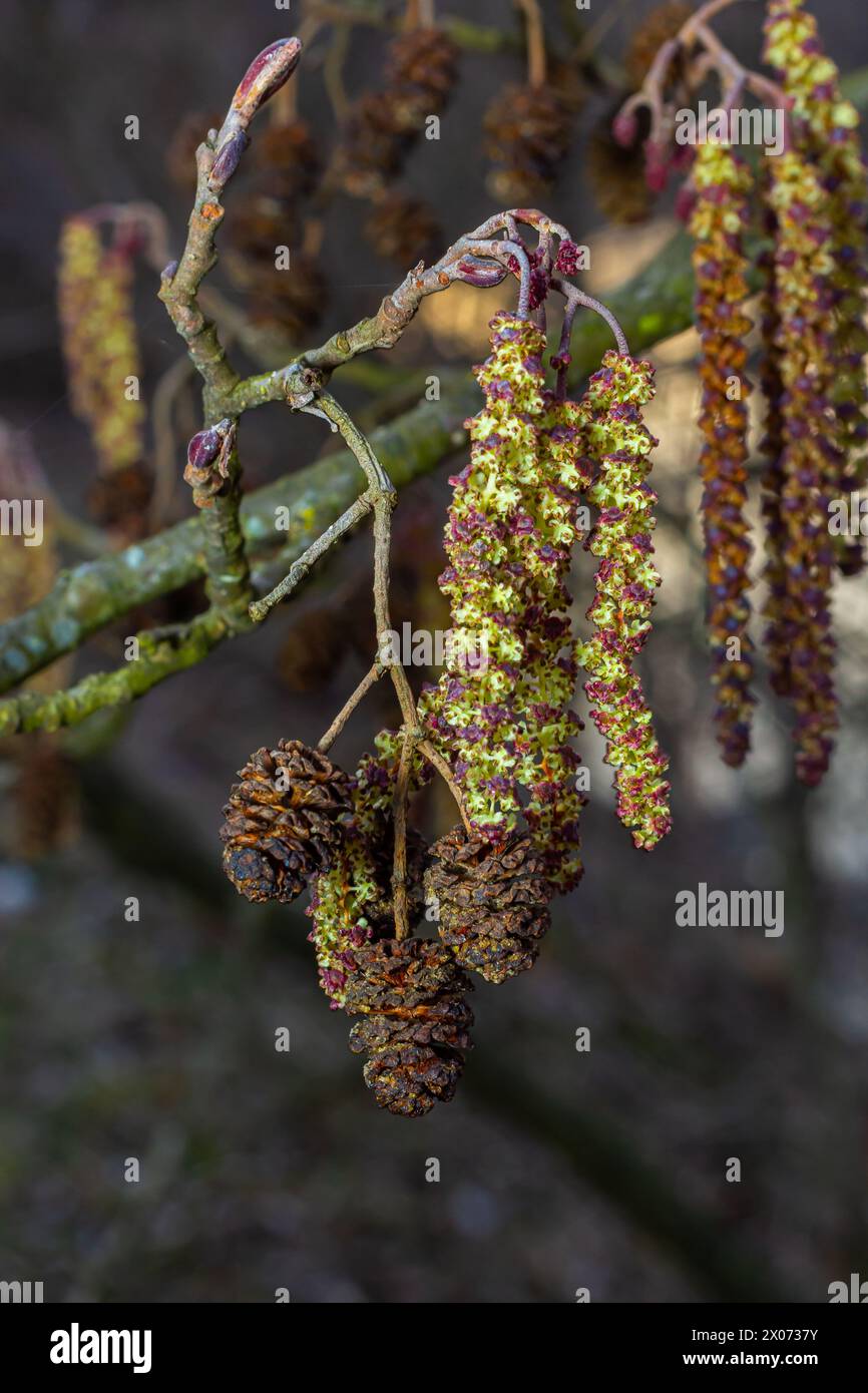 Small branch of black alder Alnus glutinosa with male catkins and ...