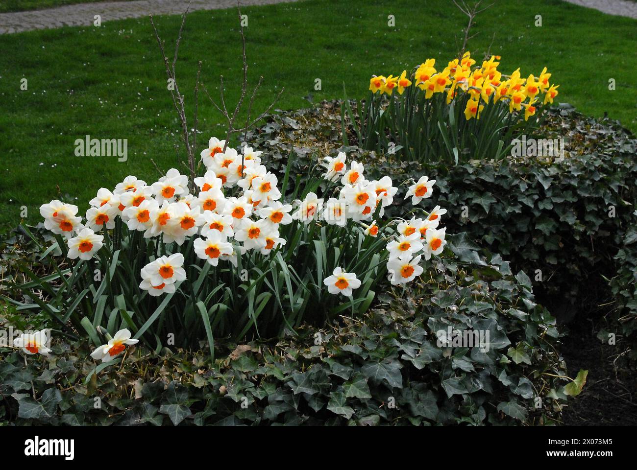 Copenhagen, Denmark /10 April 2024/.Daffodils flowers for sale in ...
