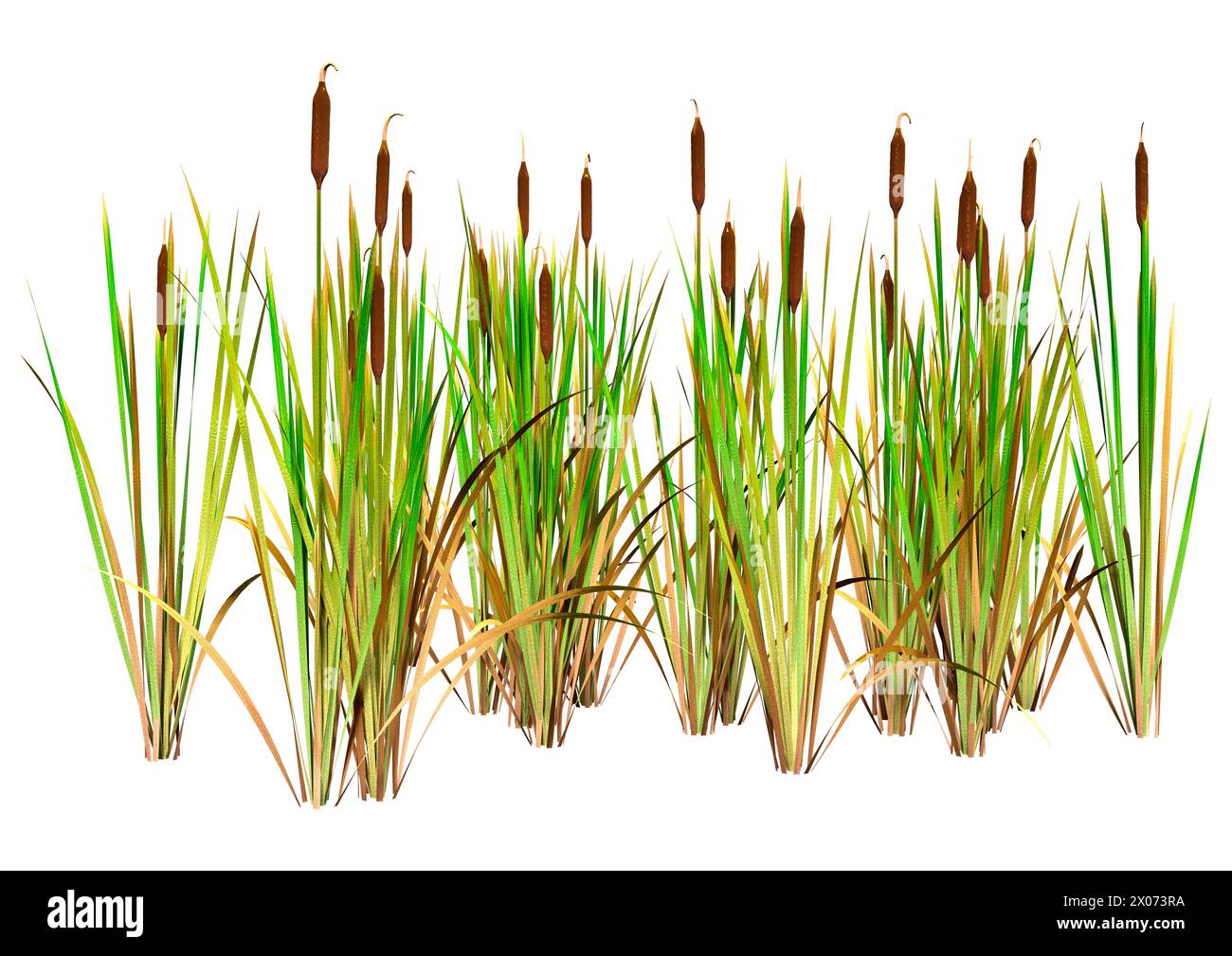 3D rendering of bulrush plants isolated on white background Stock Photo ...
