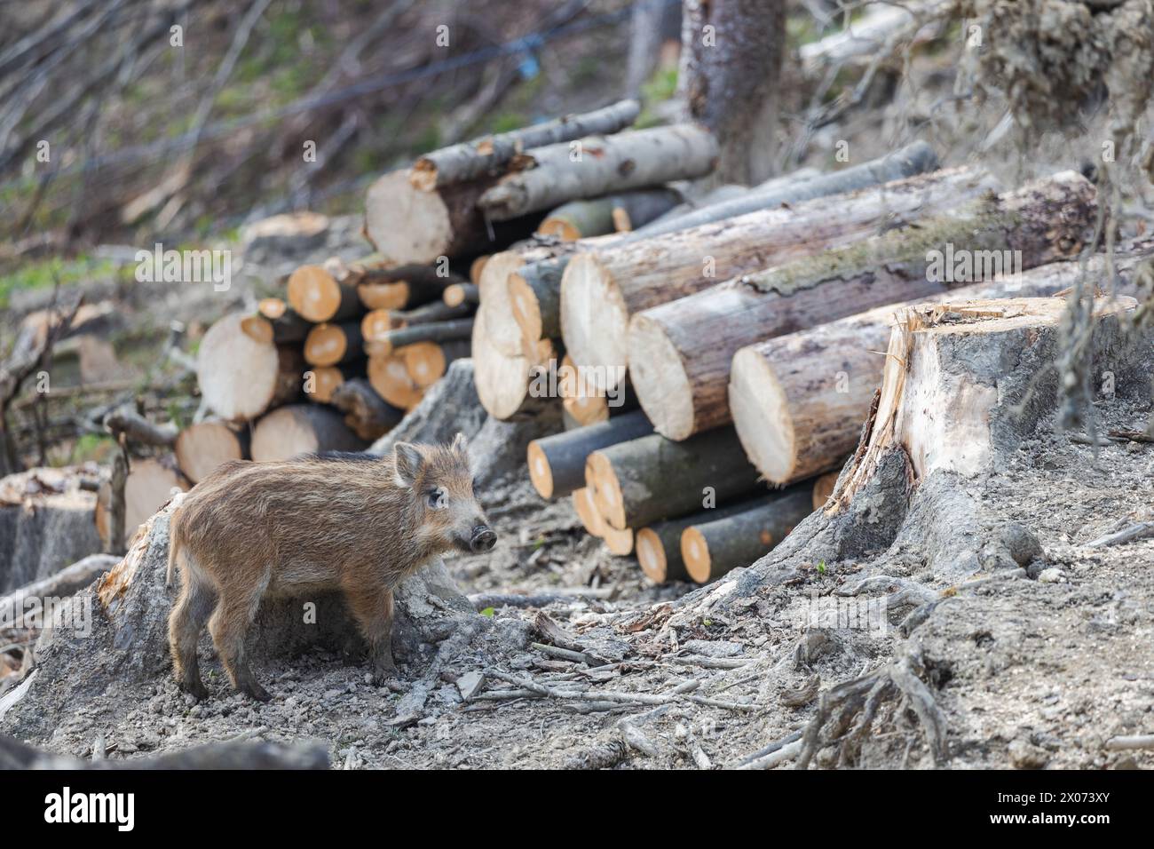 Wild boar cub in the forest Stock Photo - Alamy
