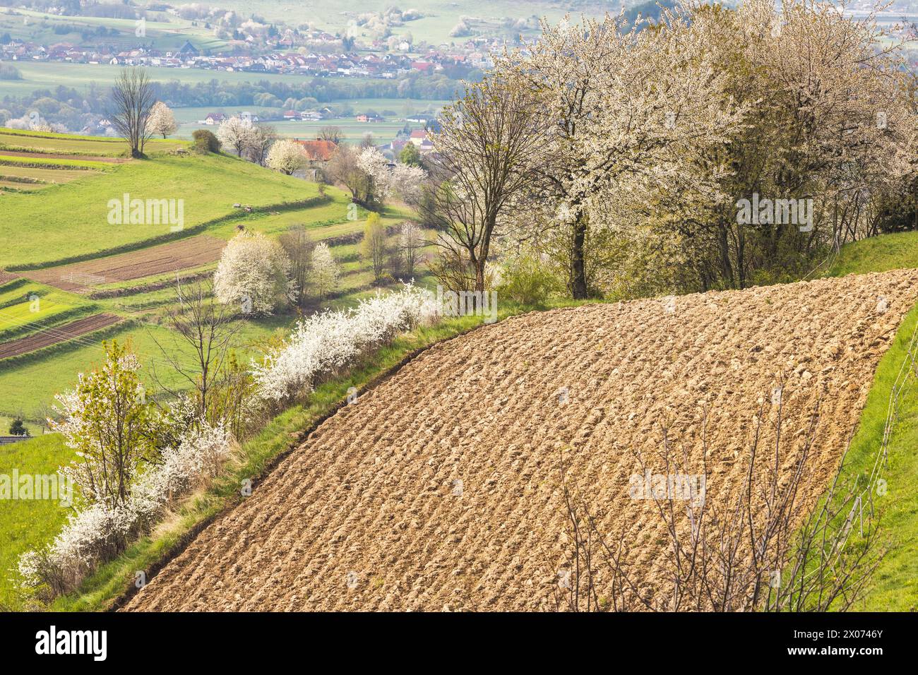 Spring landscape with blossom trees on a green meadows. The Hrinova ...