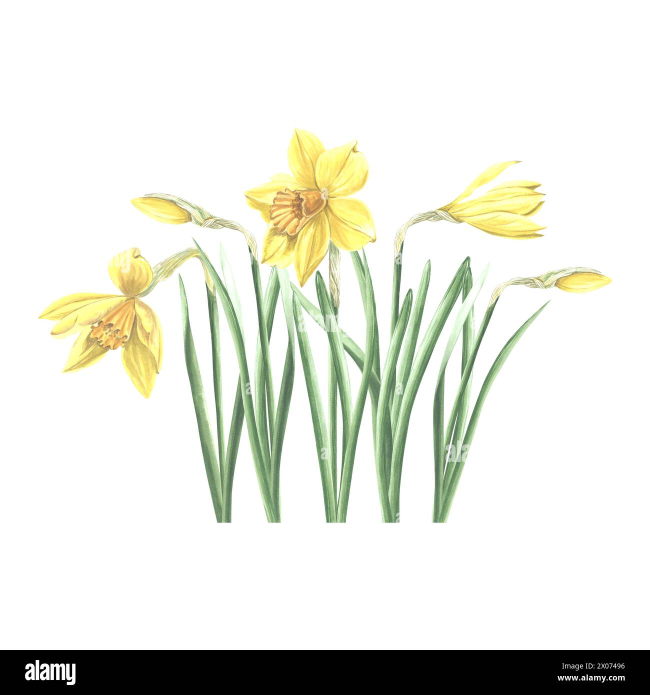 Daffodil flowers isolated composition. Landscaping plants, spring ...