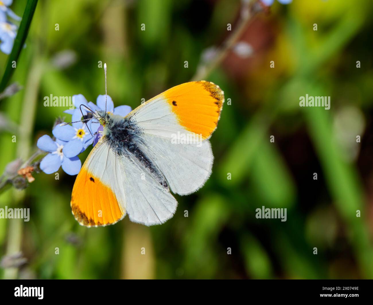 Orange Tip nectaring on Forget-me-not flowers. Molesey Reservoirs ...