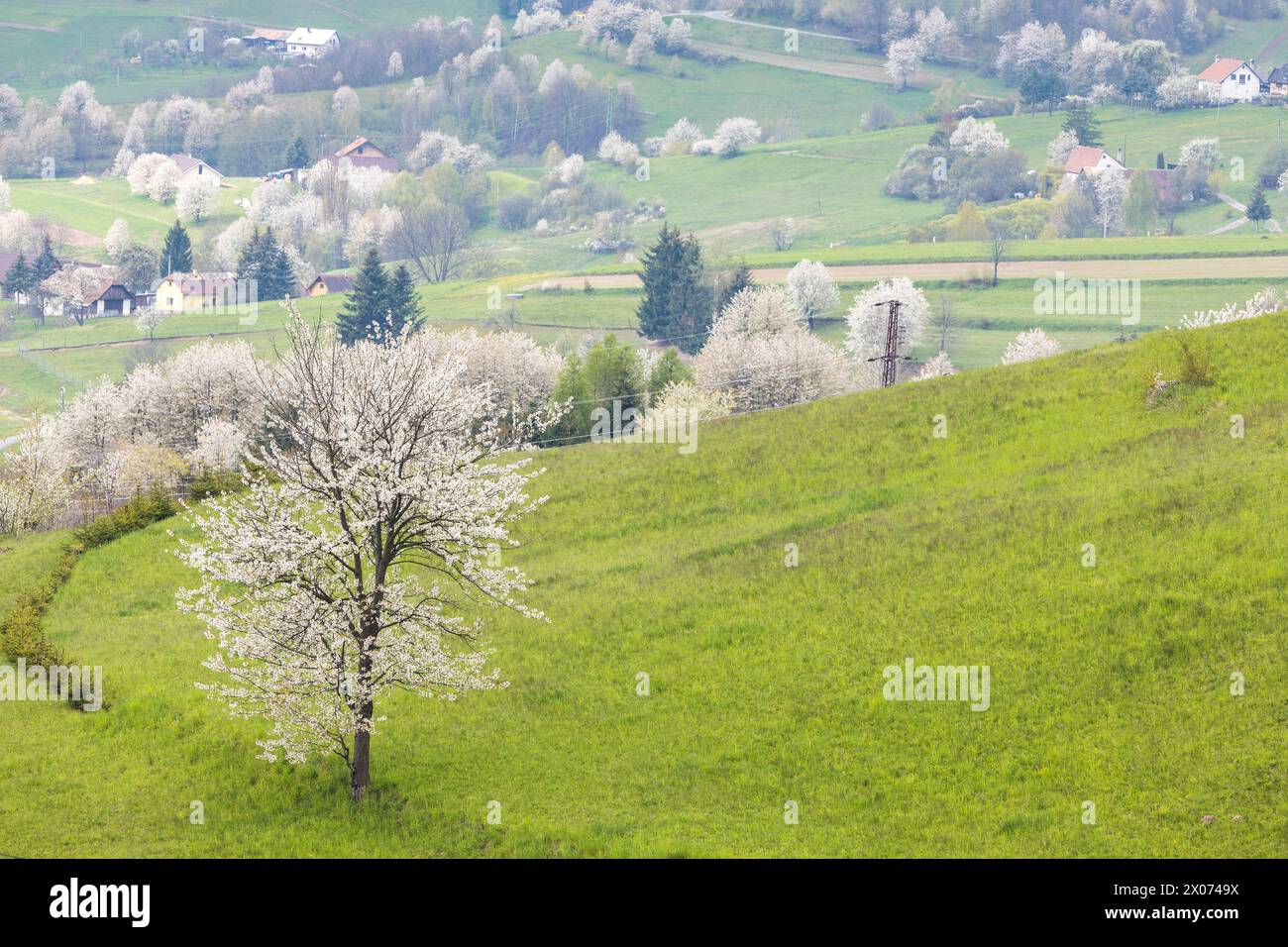 Spring landscape with blossom trees on a green meadows. The Hrinova ...