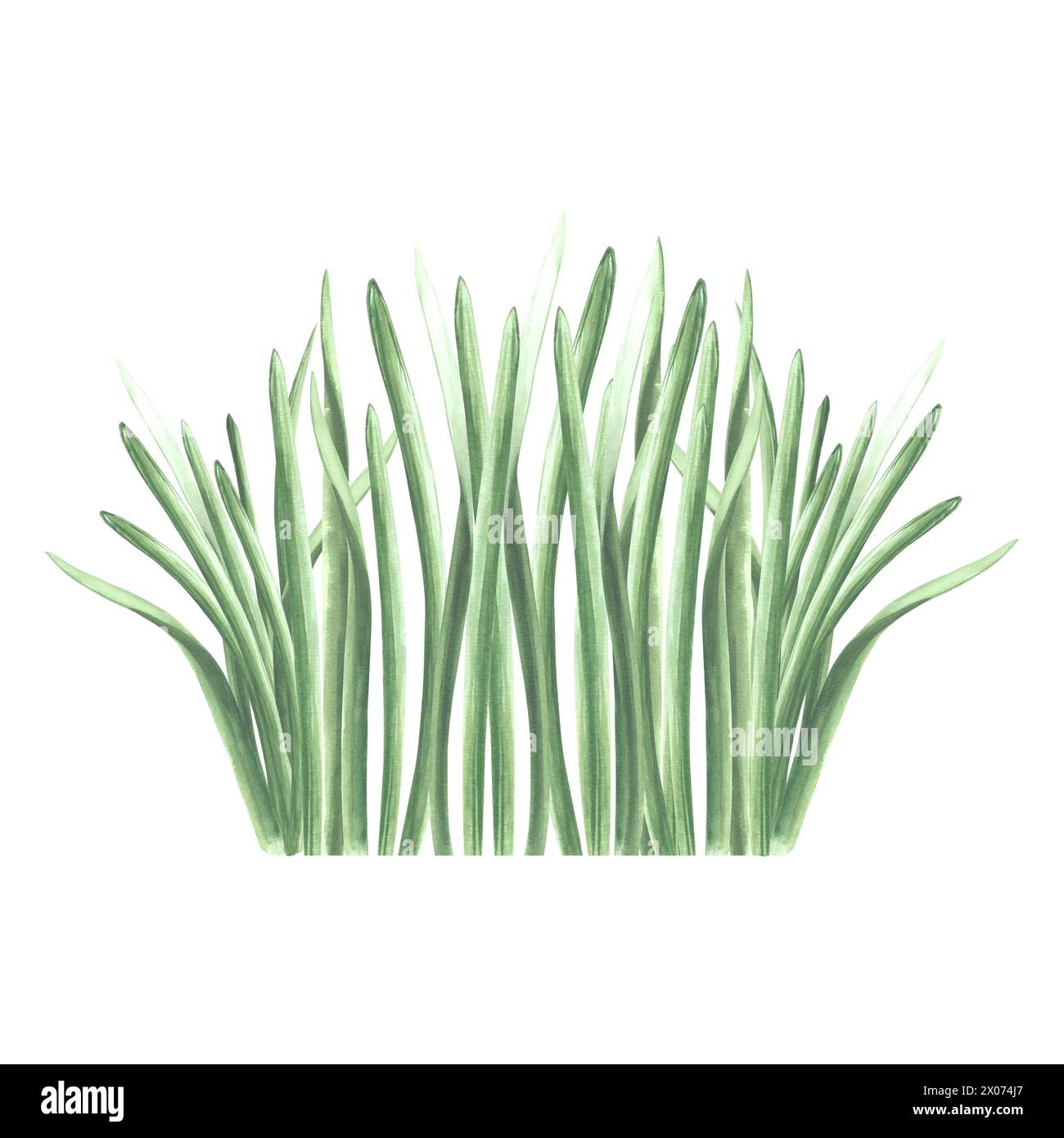 Bunch of green grass. Landscaping spring plants, lawn. Hand drawn ...