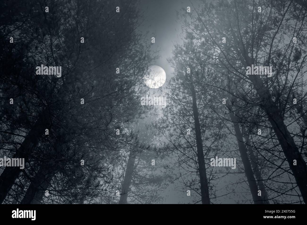 Mysterious dark forest at night with fog and moonlight hi-res stock ...