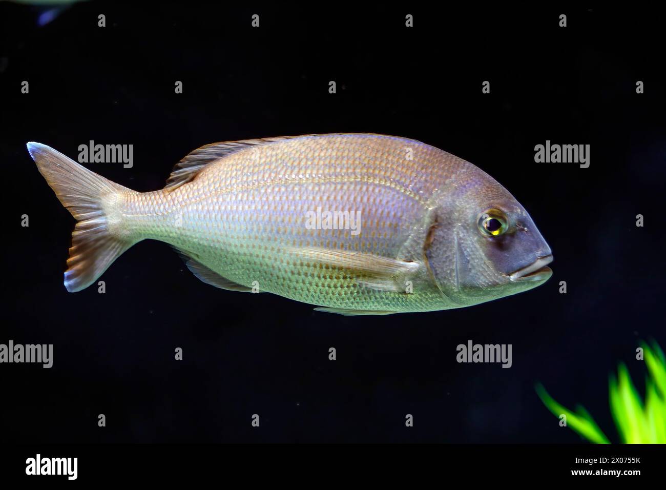 Red seabream hi-res stock photography and images - Alamy