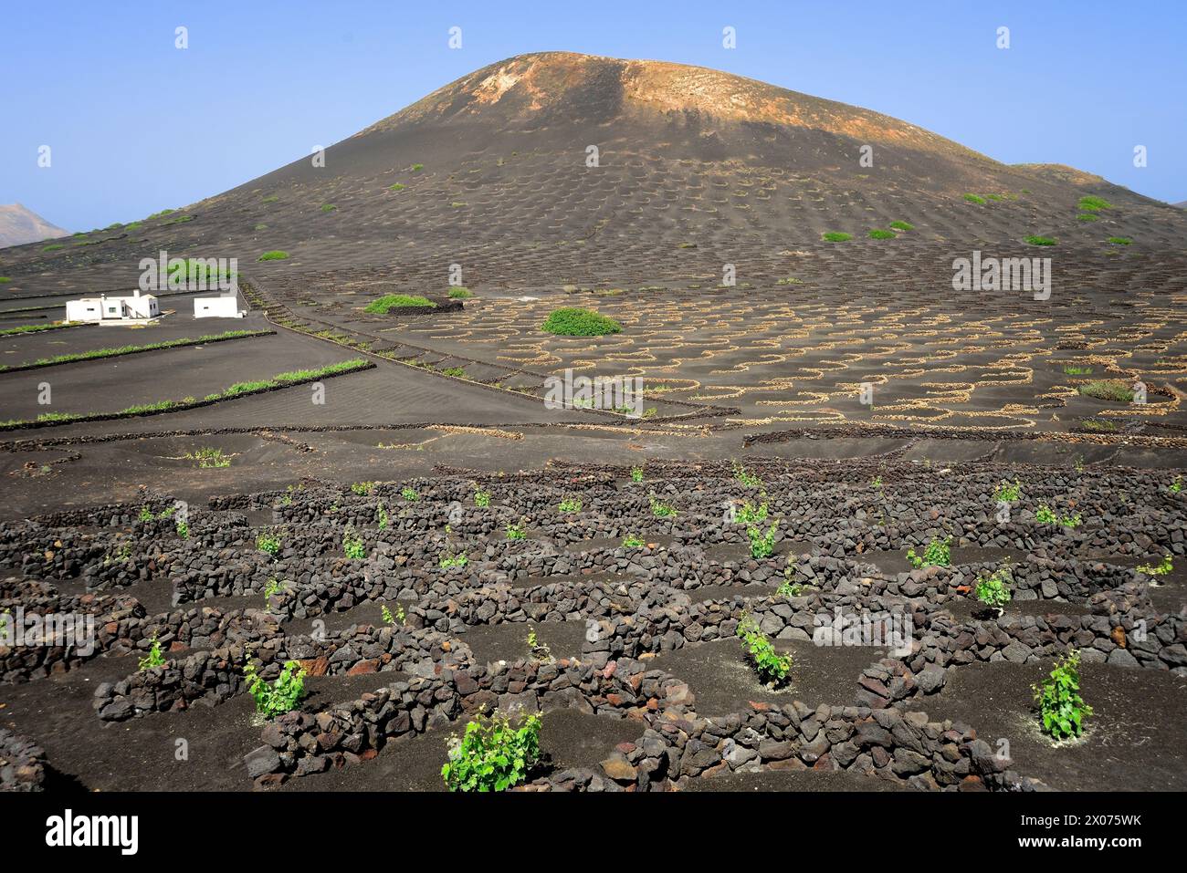 A wine plantation (Bodega) on the island of Lanzarote. The vines grow ...