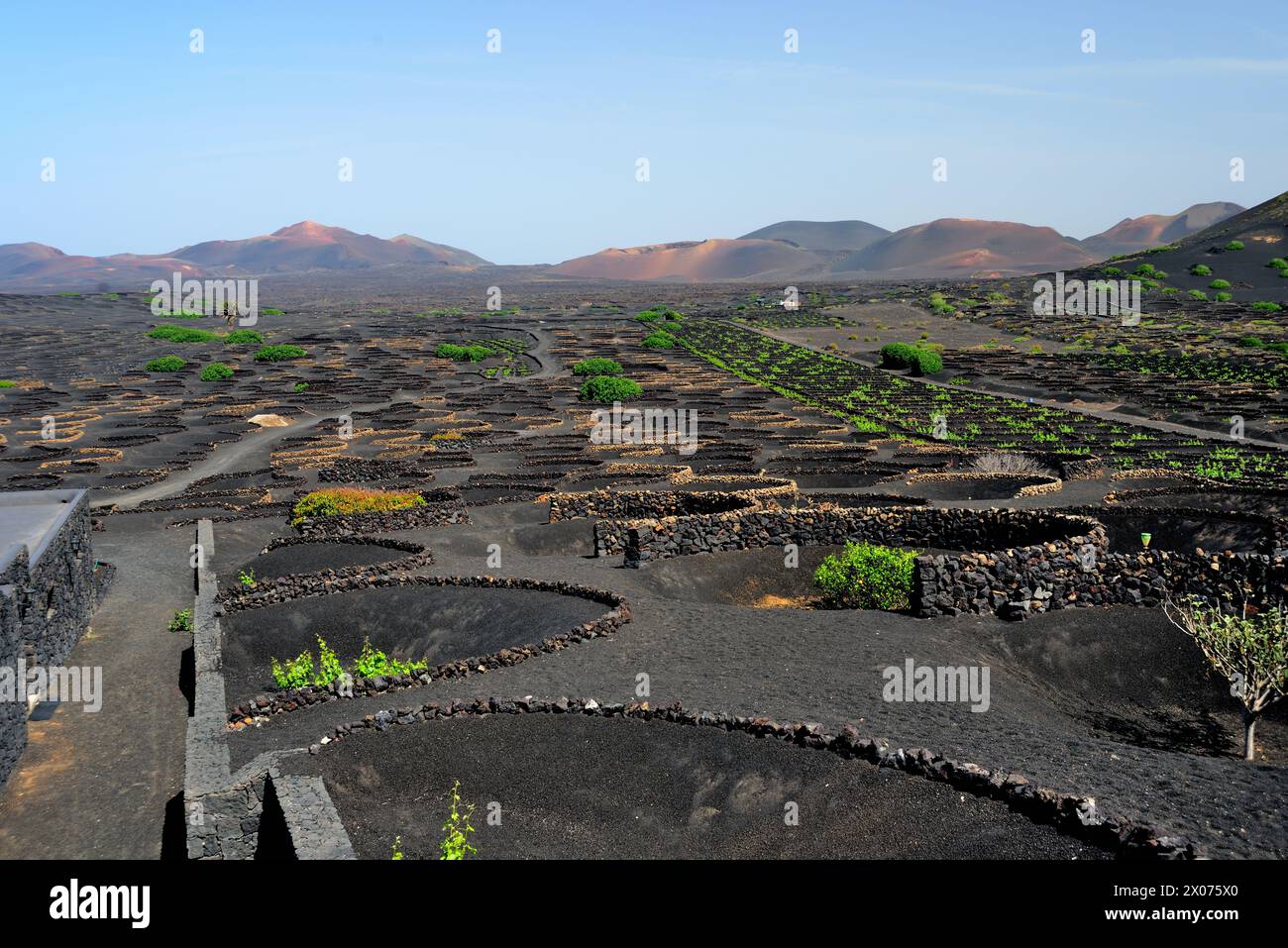 A wine plantation (Bodega) on the island of Lanzarote. The vines grow ...
