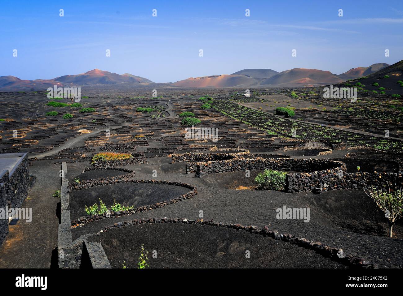 A wine plantation (Bodega) on the island of Lanzarote. The vines grow ...