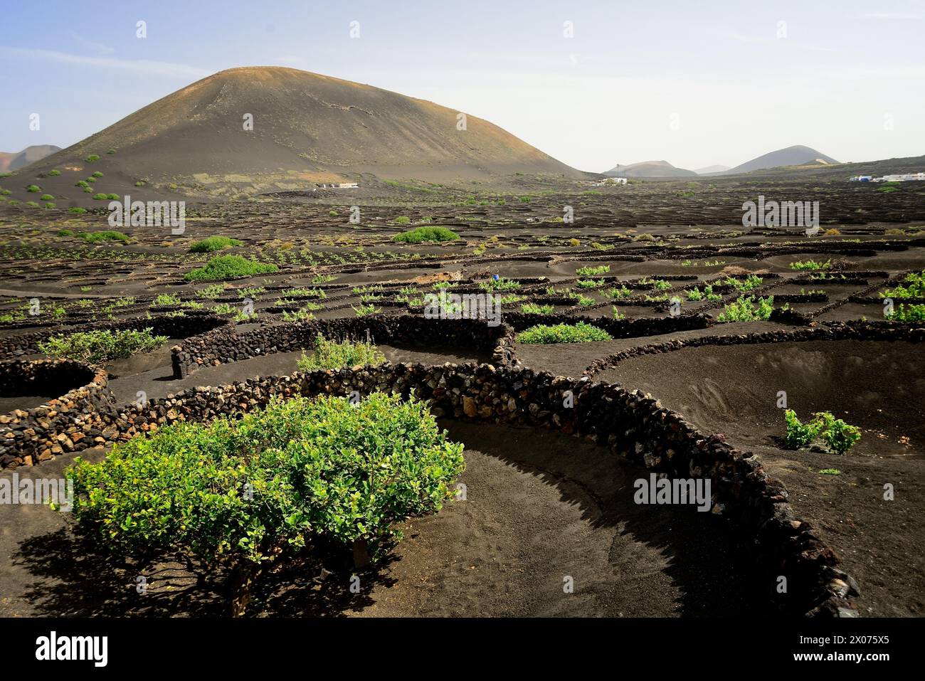 A wine plantation (Bodega) on the island of Lanzarote. The vines grow ...