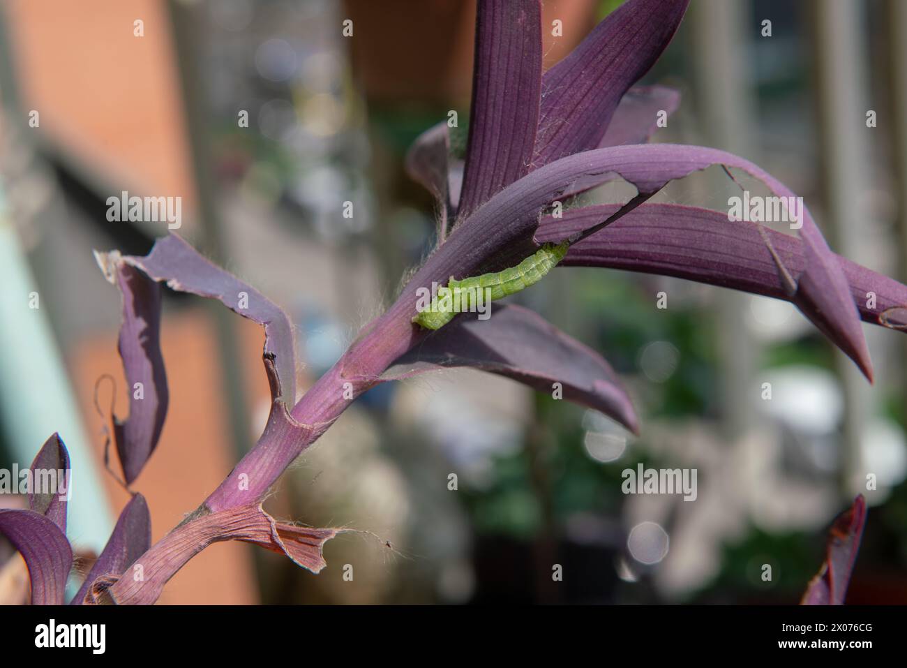 a green worm clearly visible on dark pink or purple leaves, it feeds on ...