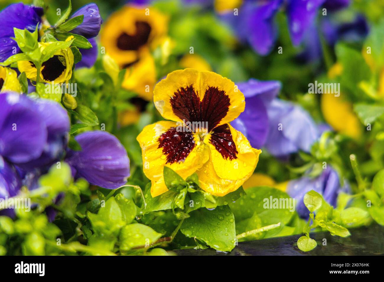 Pansy flower design hi-res stock photography and images - Alamy