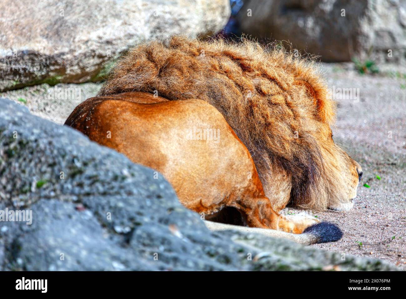 Male lion sleeping peacefully hi-res stock photography and images - Alamy
