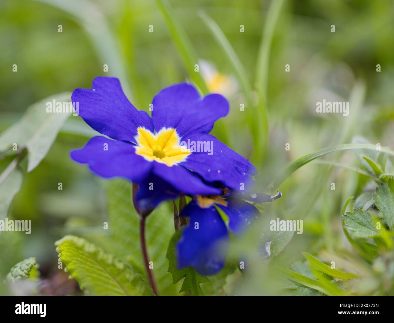 Blue flower of Primula vulgaris, primrose flower on a meadow Stock ...