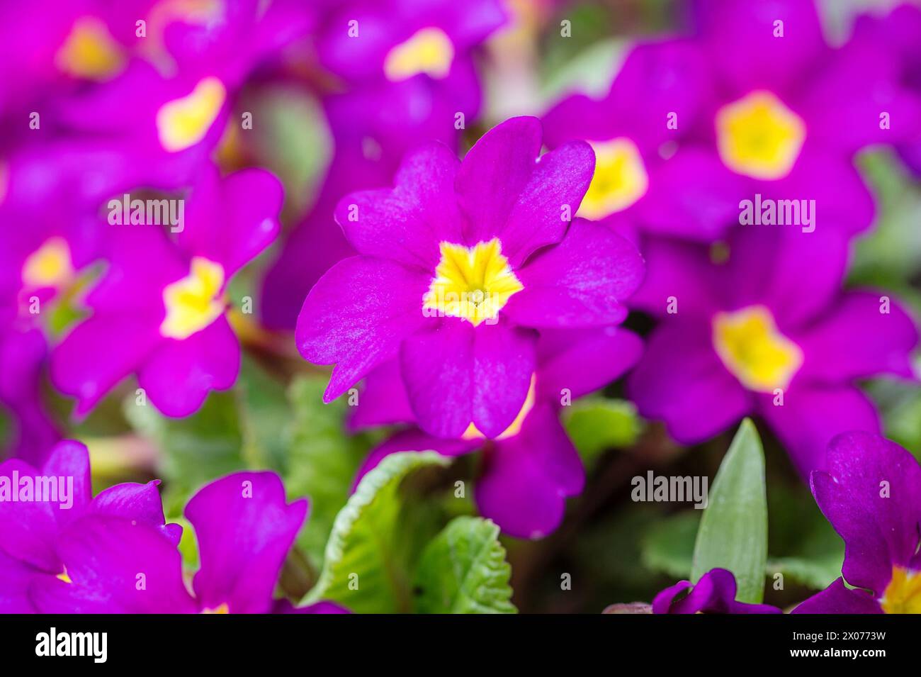 Purple flowers of Primula vulgaris, group of primrose flower on a ...