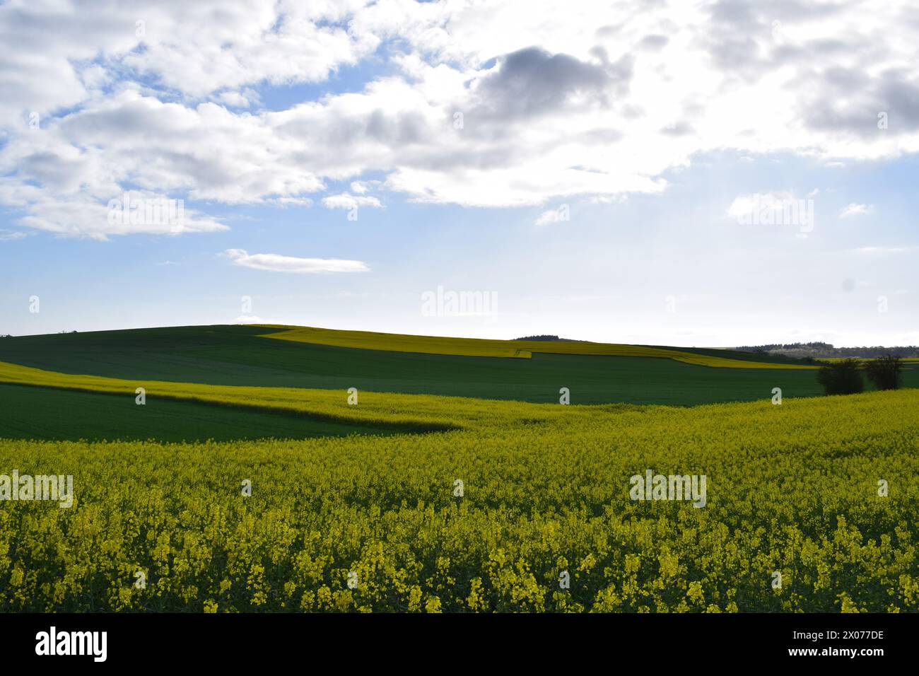 green and yellow blooming fields in springtime Stock Photo - Alamy