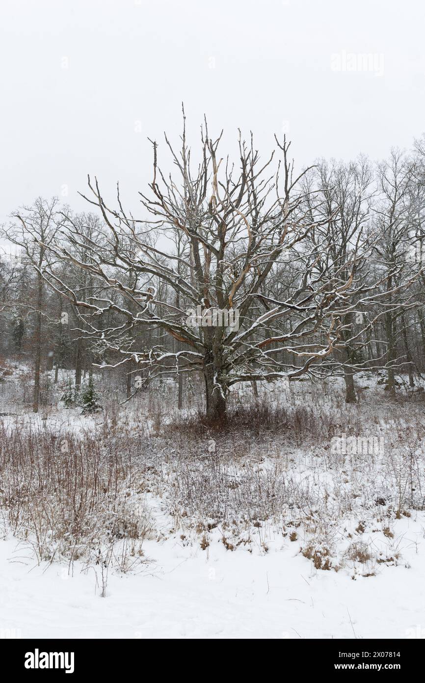 Dying oak tree in hi-res stock photography and images - Alamy