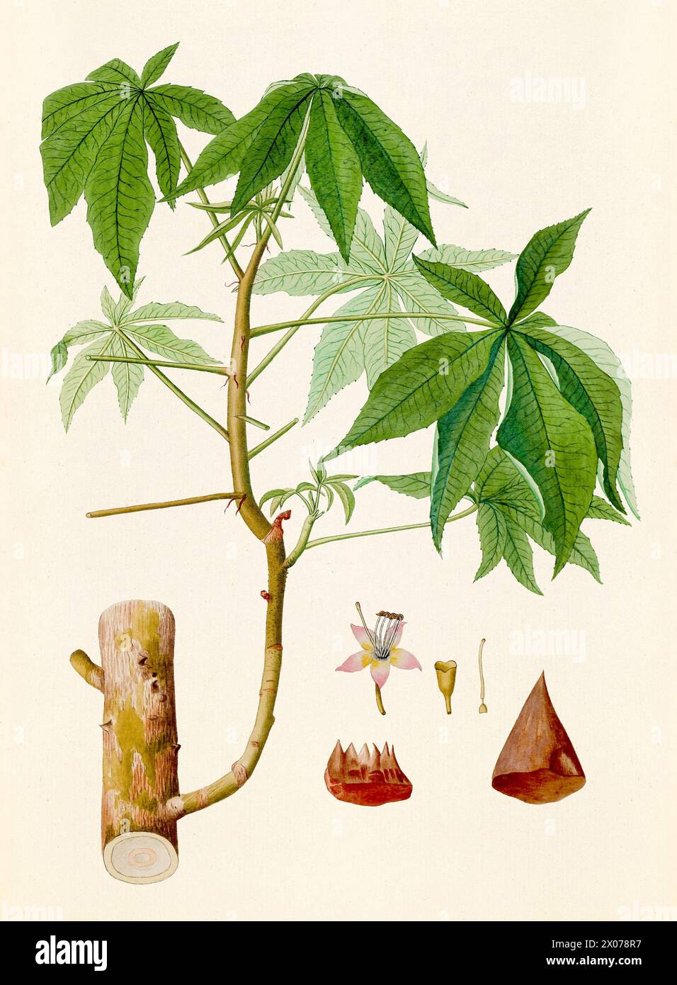Vintage Botanical illustration from an 18th-century book, depicting ...
