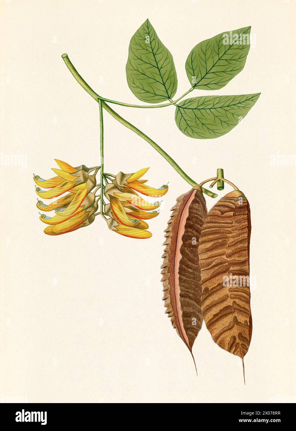 Vintage Botanical illustration from an 18th-century book, depicting ...