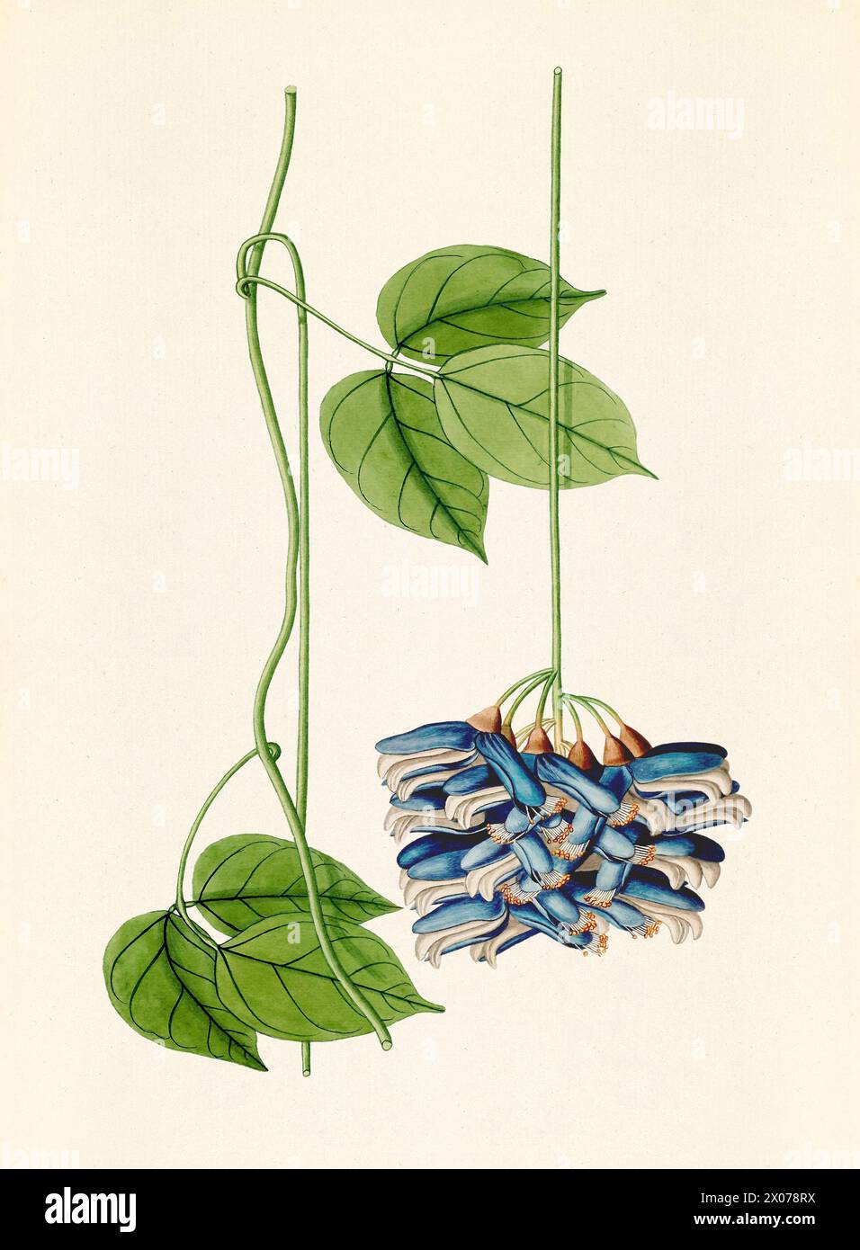 Vintage Botanical illustration from an 18th-century book, depicting ...