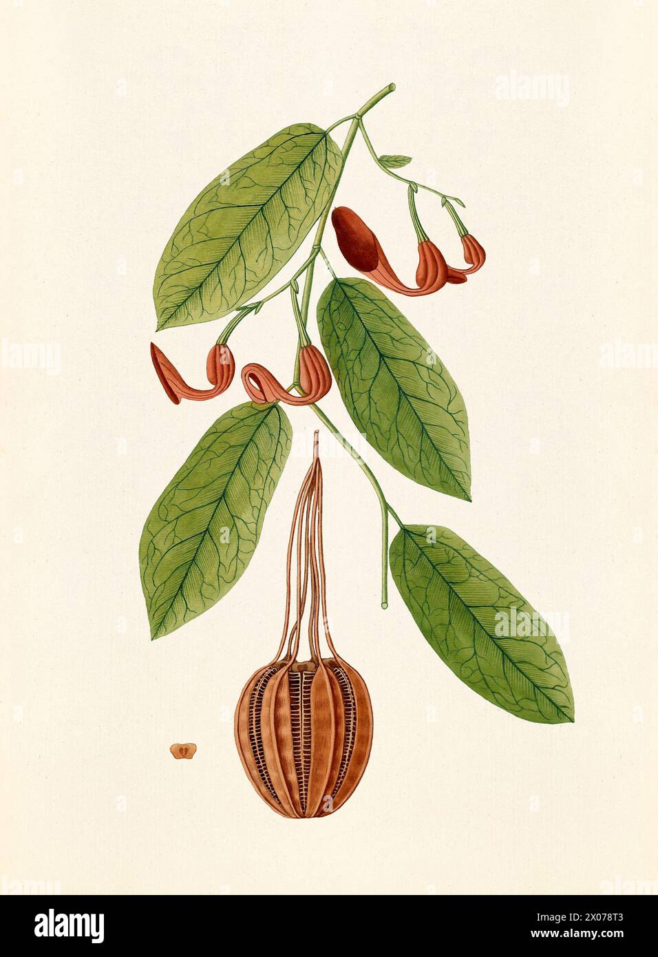 Vintage Botanical illustration from an 18th-century book, depicting ...