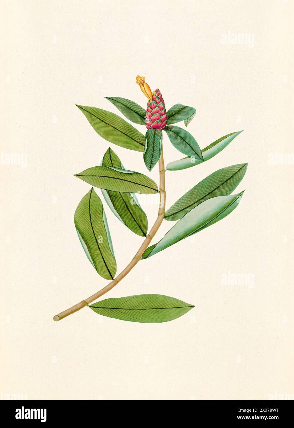 Vintage Botanical illustration from an 18th-century book, depicting ...