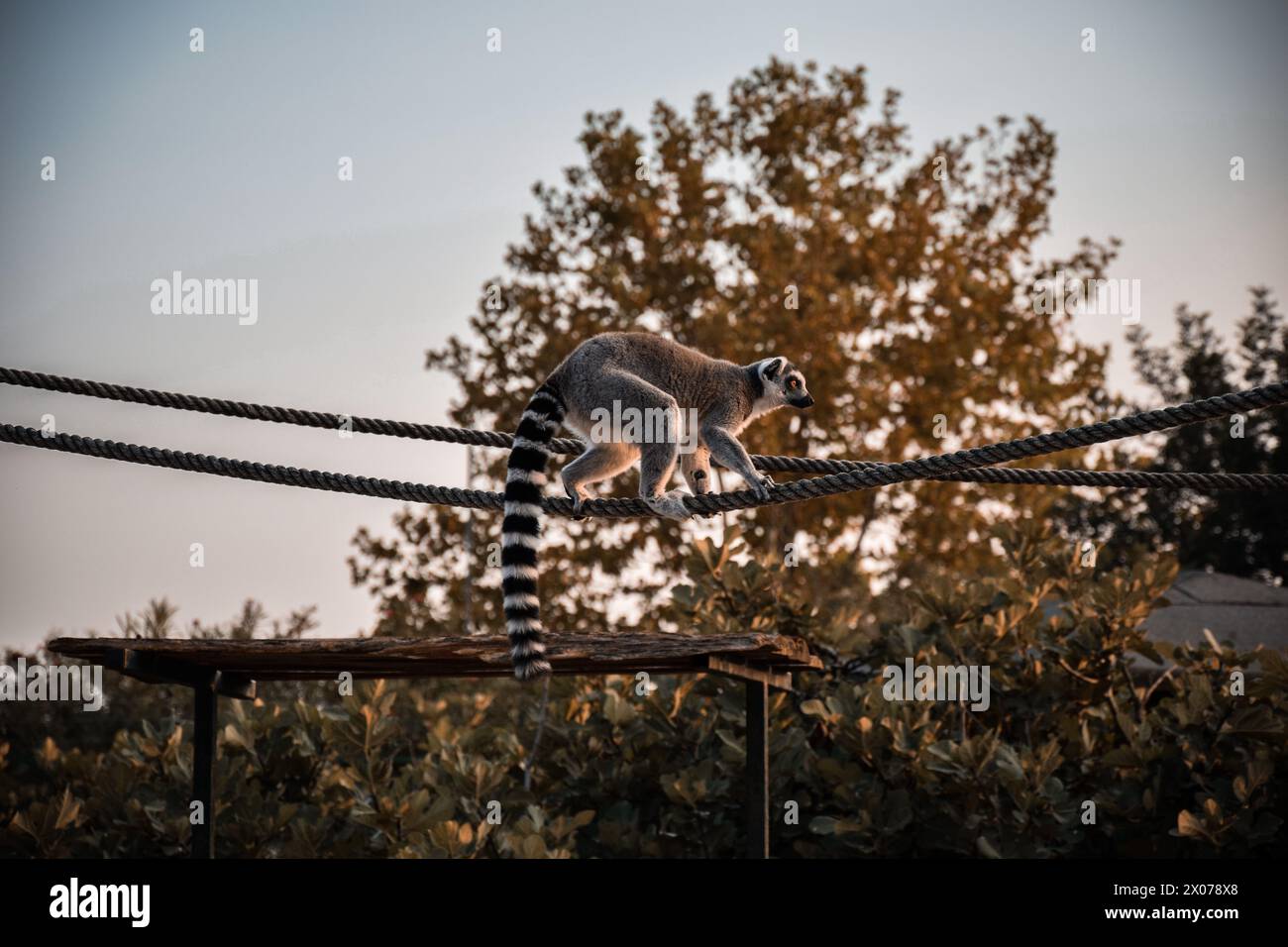 Zoo with Ring tailed lemurs King Julian Stock Photo - Alamy