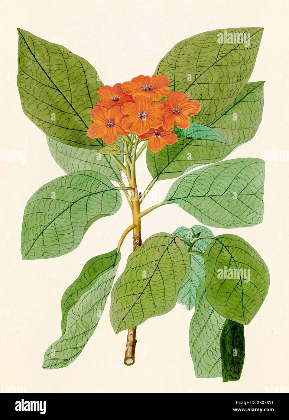 Vintage Botanical illustration from an 18th-century book, depicting ...