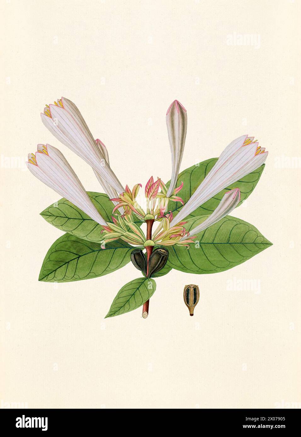 Vintage Botanical illustration from an 18th-century book, depicting ...