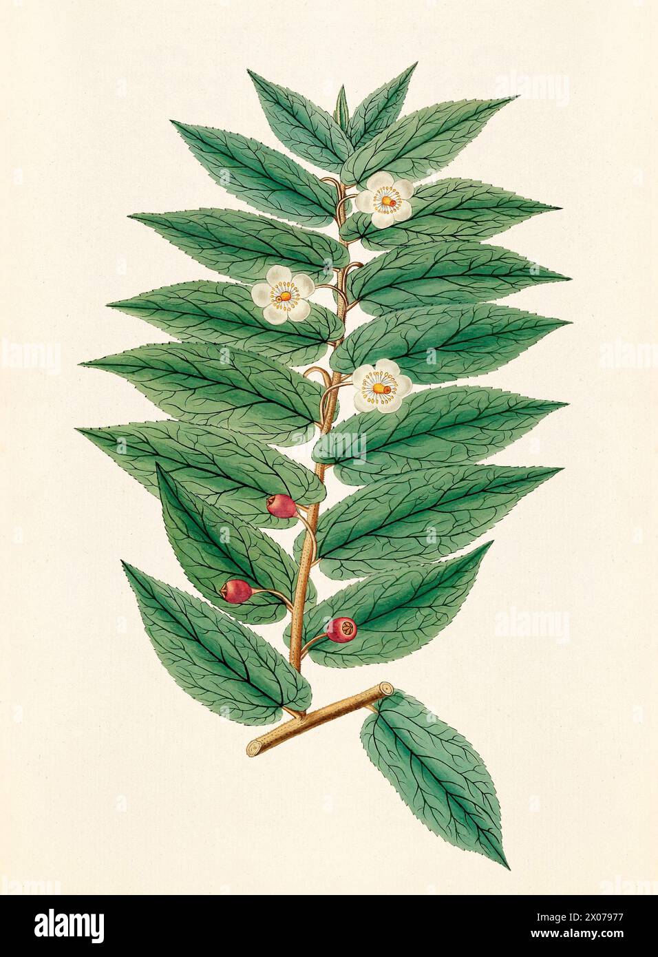 Vintage Botanical illustration from an 18th-century book, depicting ...