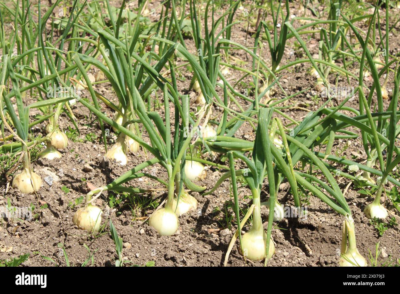 Field onions in garden hi-res stock photography and images - Alamy