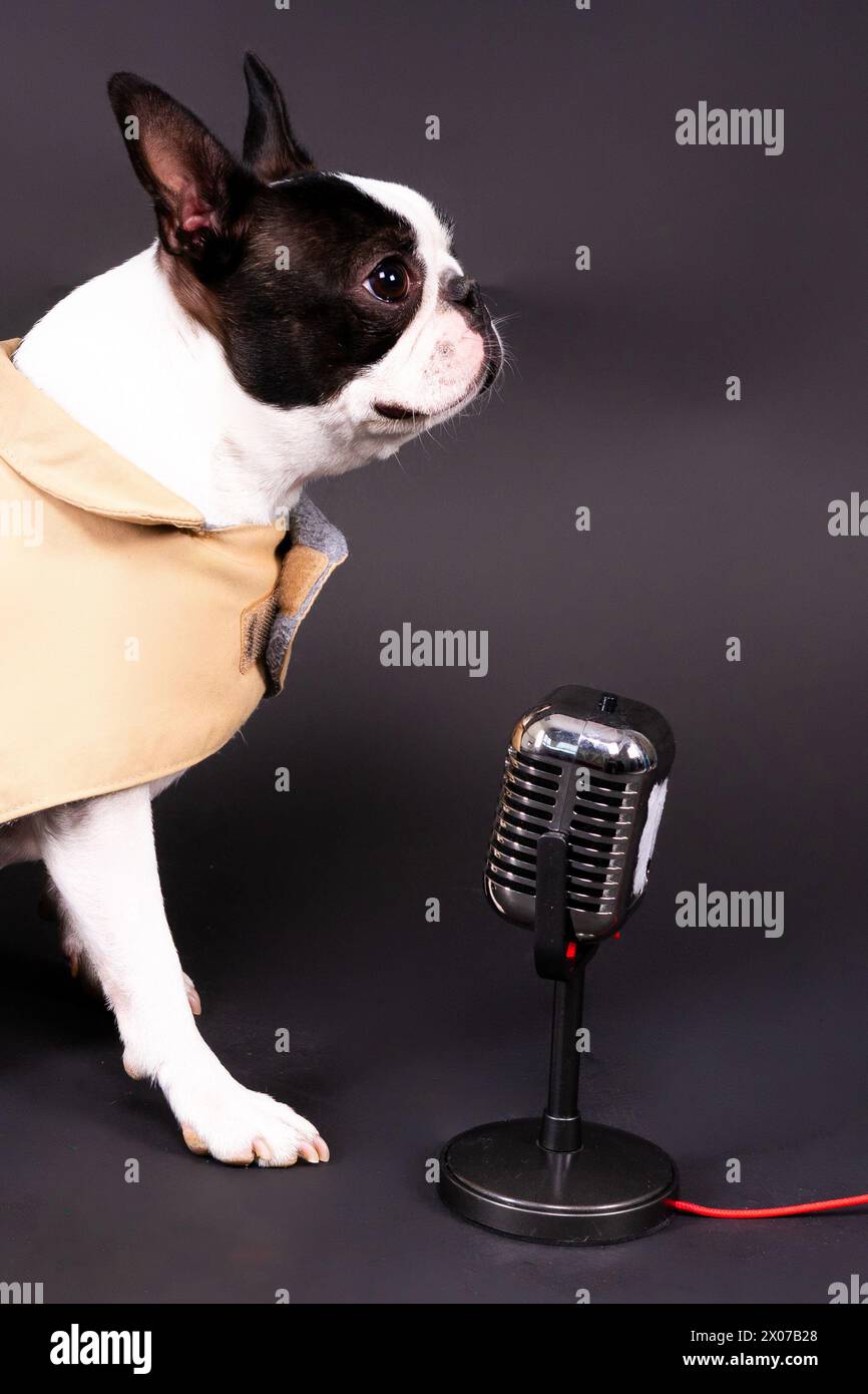 The muzzle of a Boston Terrier dog gives an interview into the ...