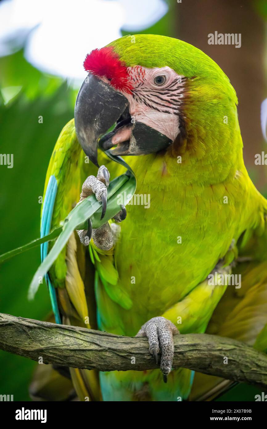 The great green macaw (Ara ambiguus) is a critically endangered Central ...