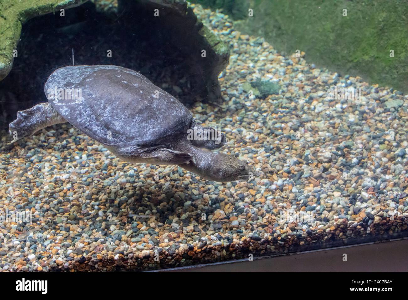 The Chinese softshell turtle (Pelodiscus sinensis) in the water. It is ...
