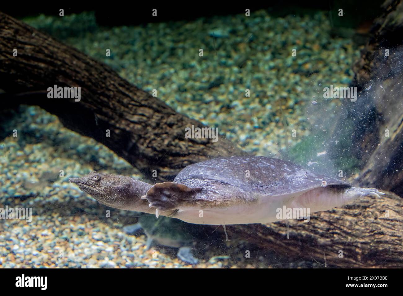 The Chinese softshell turtle (Pelodiscus sinensis) in the water. It is ...