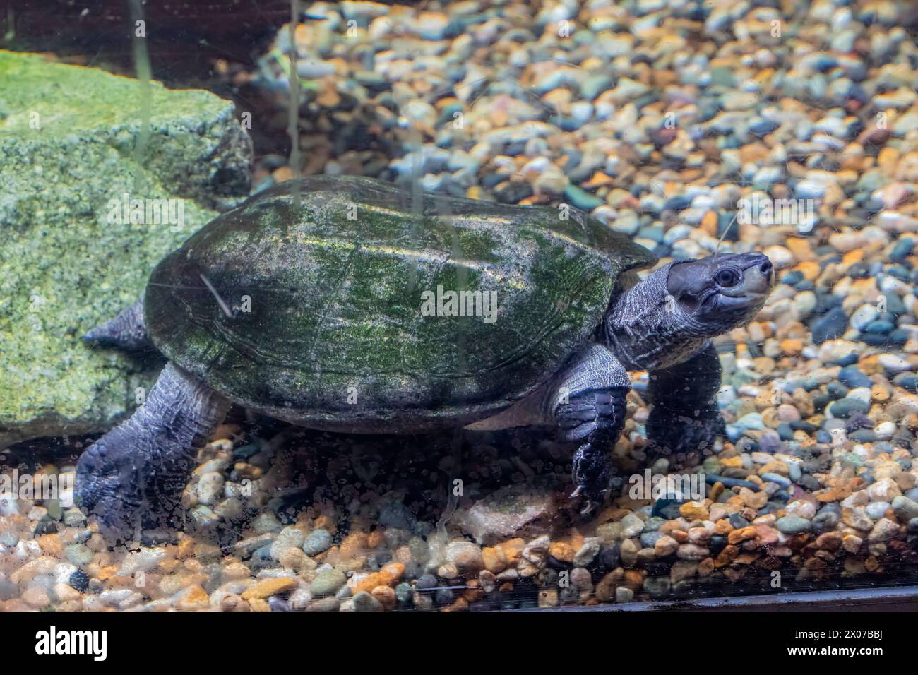The Indian black turtle (Melanochelys trijuga) is a species of medium ...