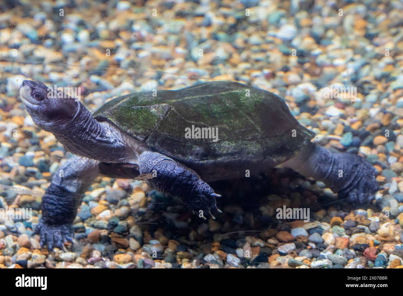 The Indian black turtle (Melanochelys trijuga) is a species of medium ...